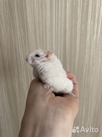 Джунгарский хомяк