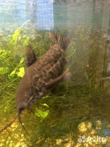 Сом Таракатум