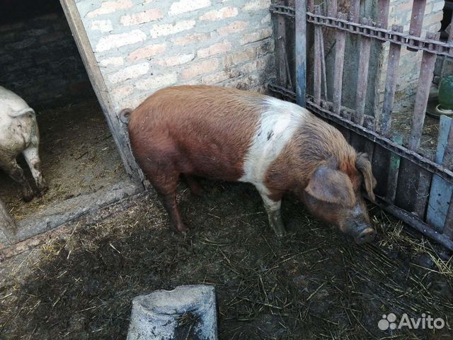 Кабан на племя