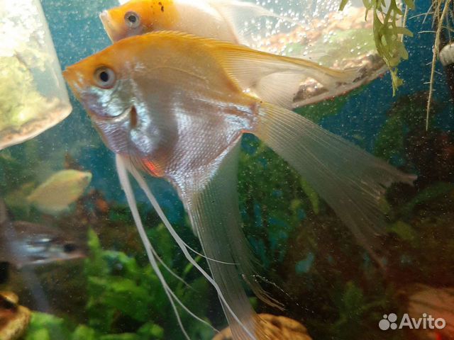 Рыба скалярии