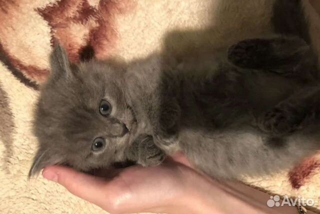 Котята русская голубая
