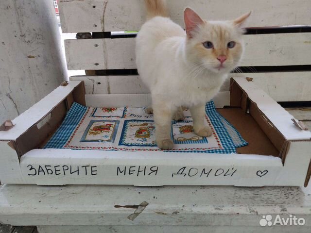 Очень красивый молодой кот