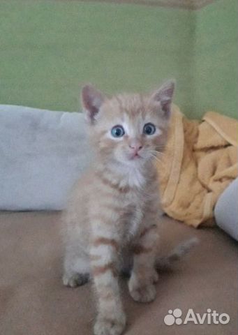 Кошки в добрые руки бесплатно