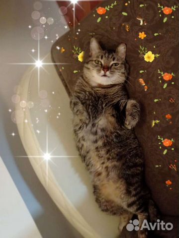 Кошка в добрые руки Мы оплатим питание на сумму(см