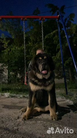 Тибетский мастиф щенки