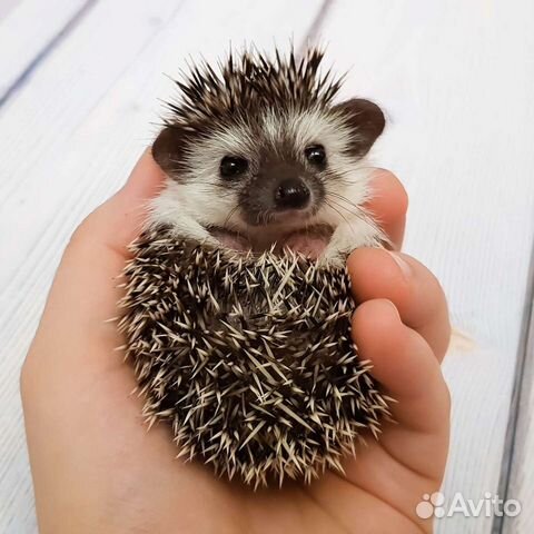 Карликовый еж - самка - Беатрис