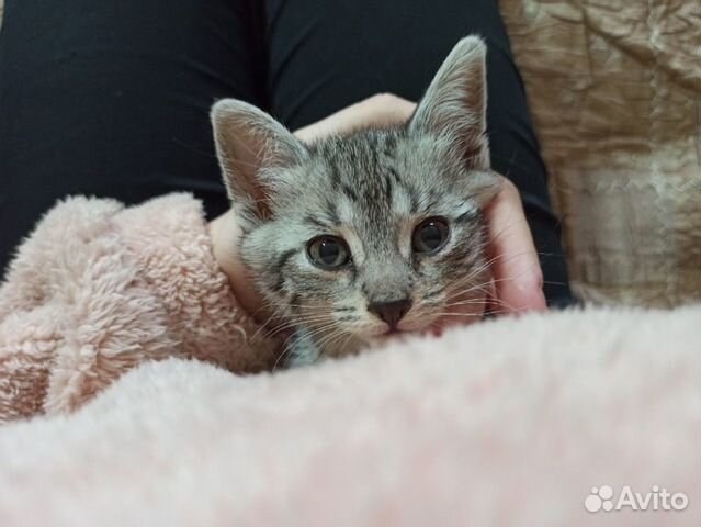 Красивая мраморная кошечка