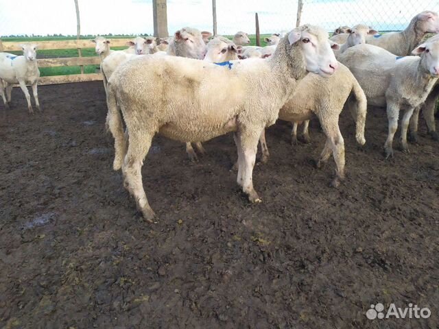 Бараны годовалые