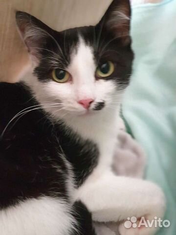 Прекрасная Маркиза с мушкой