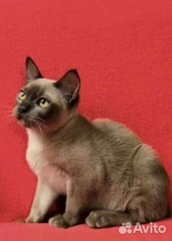 Бурманская