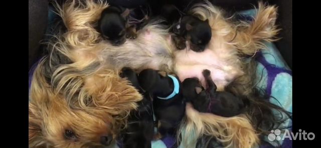 Щенки йоркширского терьера