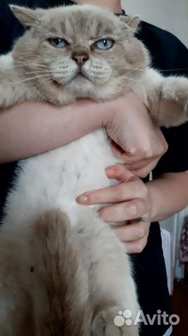 Шотландский кот