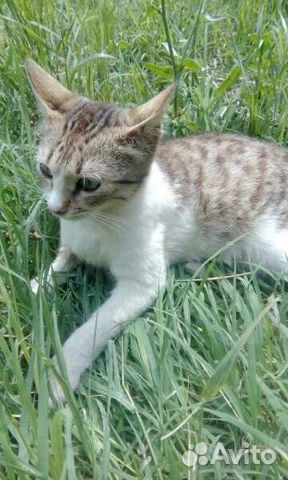 Кошечка подросток ищет семью