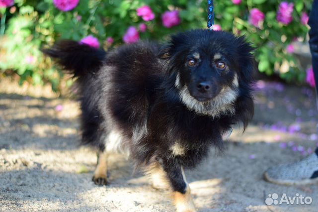 Песик маленькой породы Емеля