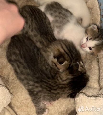 Красивые домашние котята котик кошка