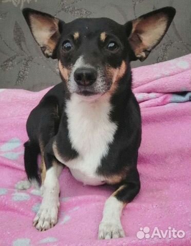 Той-терьер бесплатно