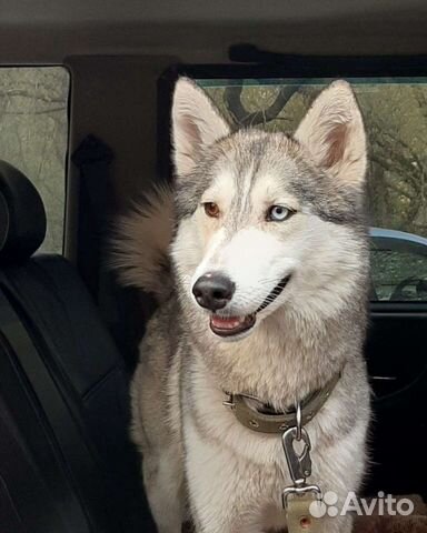 Сибирский хаски бесплатно