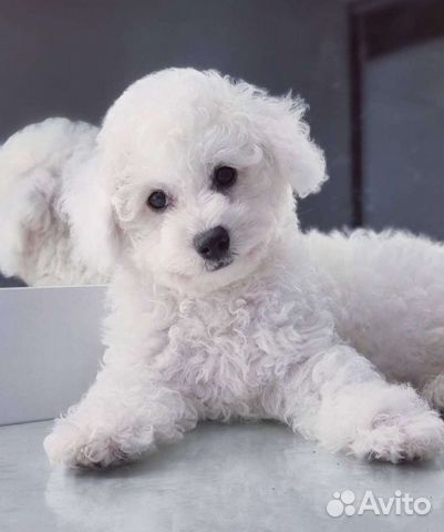 Бишон фризе РКФ щенки от титулованной пары