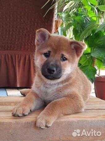 Продам щенков сиба ину