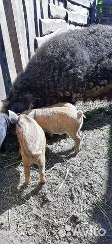 Венгерская мангалица