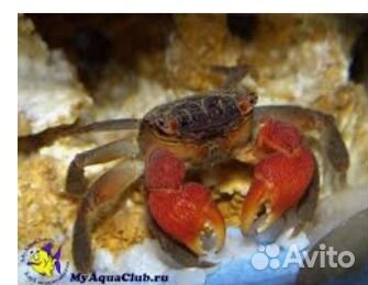 Мангровый крабик