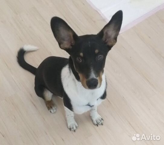 Собака джек рассел терьер