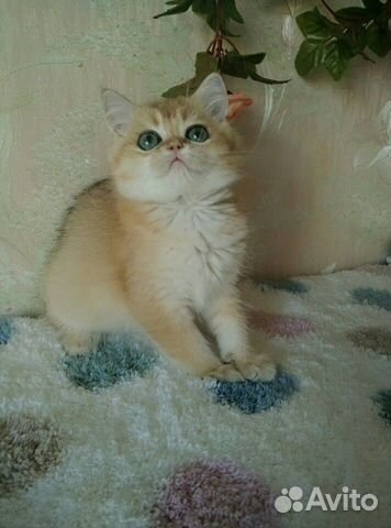 Красотуля