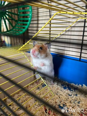 Хомяк с клеткой