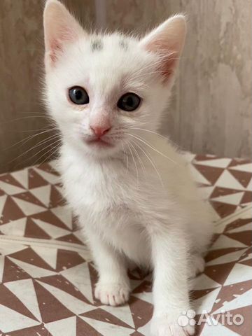 Котята