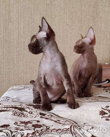 Кошка дорого