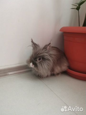 Декоративный кролик с клеткой