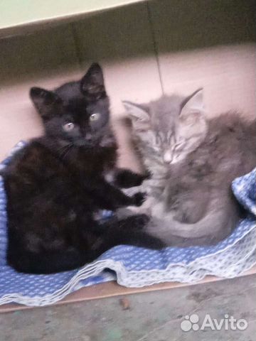 Кошки в добрые руки бесплатно