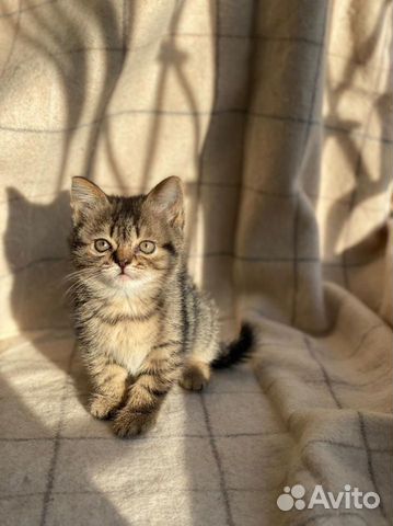 Санта ищет дом