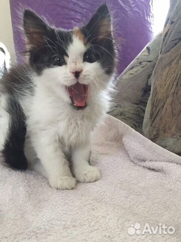 Котенок Ямайка