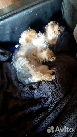 Щенок йорка бесплатно