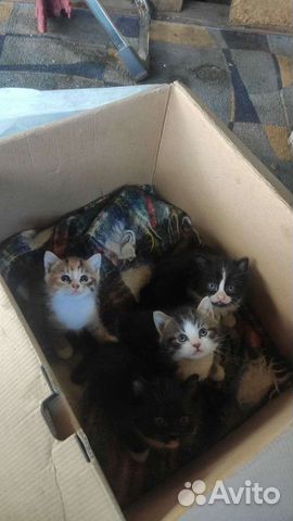 Малютки ищут дом