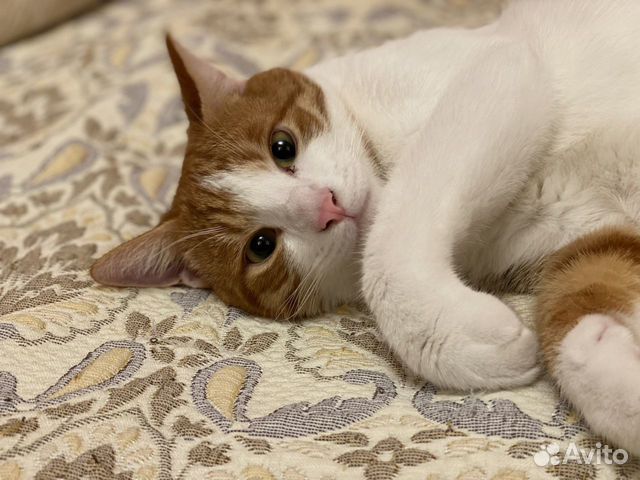 Стихотворный кот