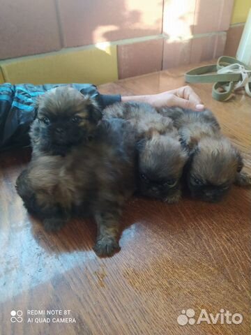 Щенки пекинеса