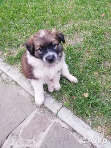 Щенок в добрые руки