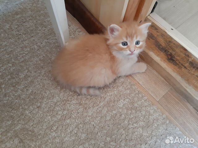 Рыжий котенок в добрые руки