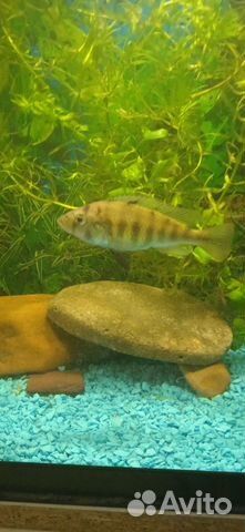 Цихлиды бесплатно