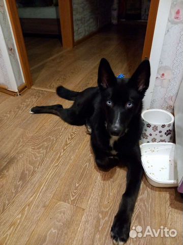 Собаки бесплатно в добрые руки