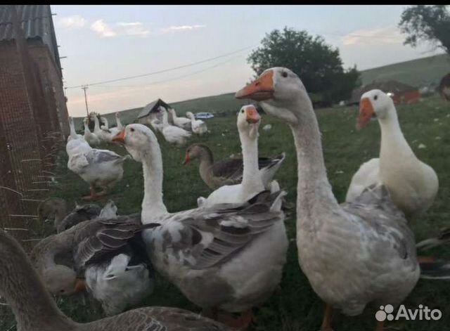 Холмогорские гуси