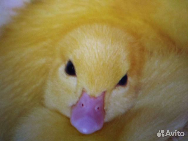 Утята мускусные (индоутки)