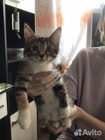 Котятёнок в добрые руки