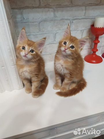 Котята Майн-кун