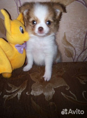 Девочки чихуахуа длинники