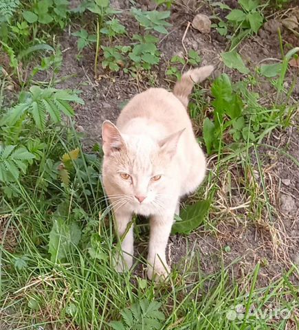 Котик