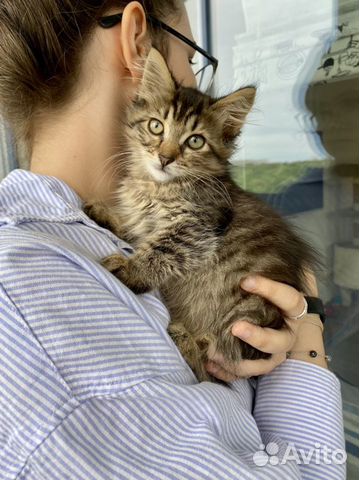 Плюшевая красавица