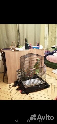 Алекандрийский попугай